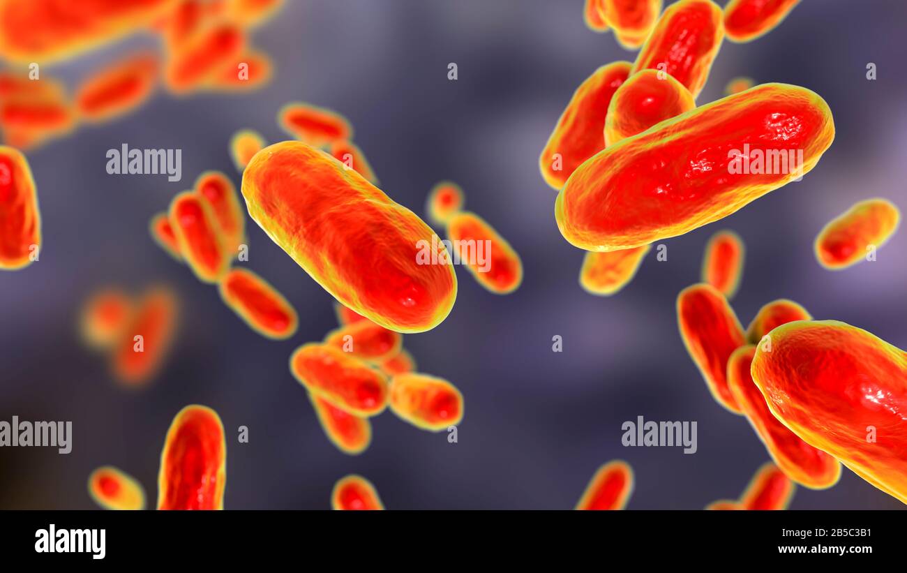 Bactéries Aérobies Banque d'image et photos - Alamy