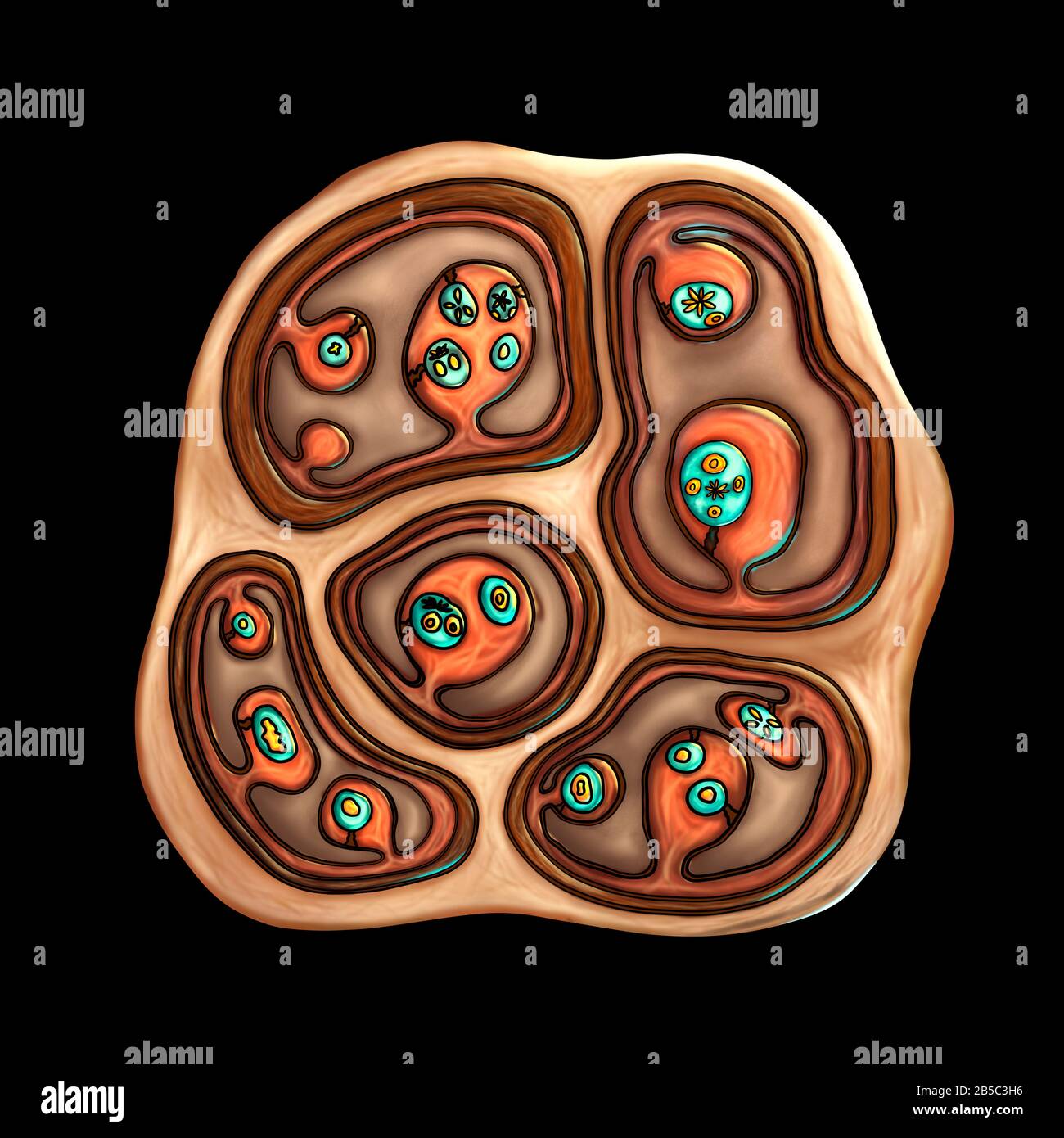 Kyste hydatique Banque de photographies et d’images à haute résolution ...