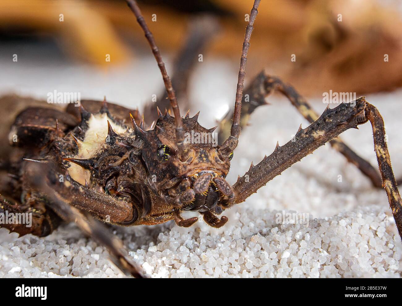 Giant prickly stick insect Banque de photographies et d’images à haute ...