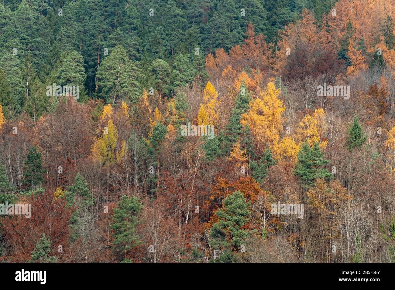 Saison Dans Le Bois Banque d'image et photos - Alamy