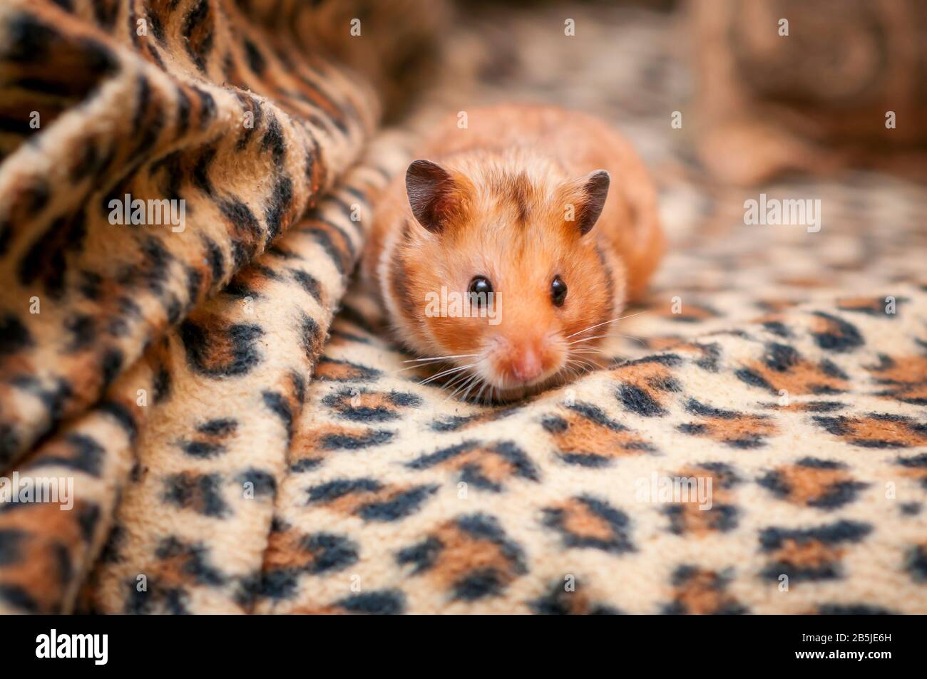 Syrian hamsters Banque de photographies et d’images à haute résolution ...