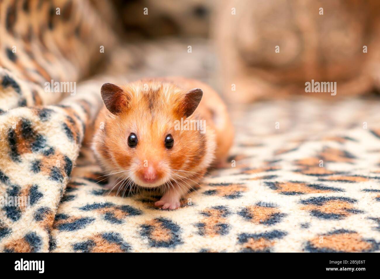 Syrian hamsters Banque de photographies et d’images à haute résolution ...