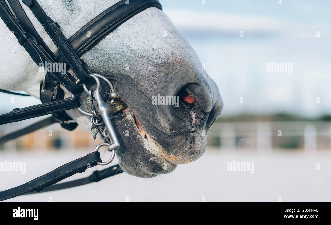 Bride de cheval Banque de photographies et d’images à haute résolution ...