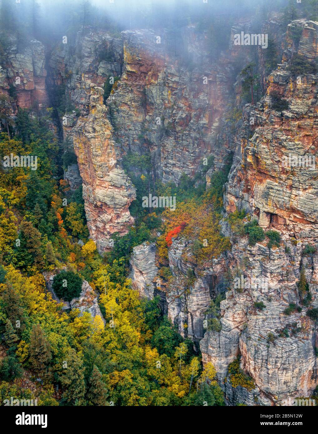 Forêt nationale de coconino Banque d'image et photos - Alamy