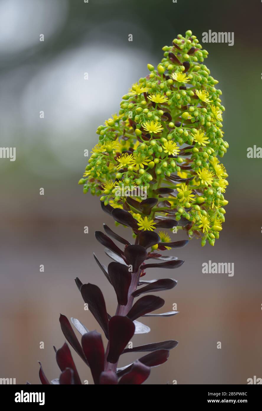 Aeonium arboreum variegatum Banque de photographies et d’images à haute ...