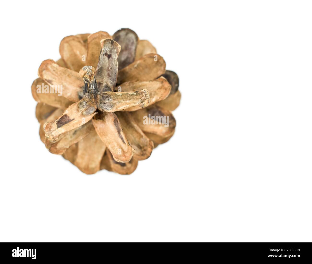 Division pinophyta Banque de photographies et d’images à haute ...