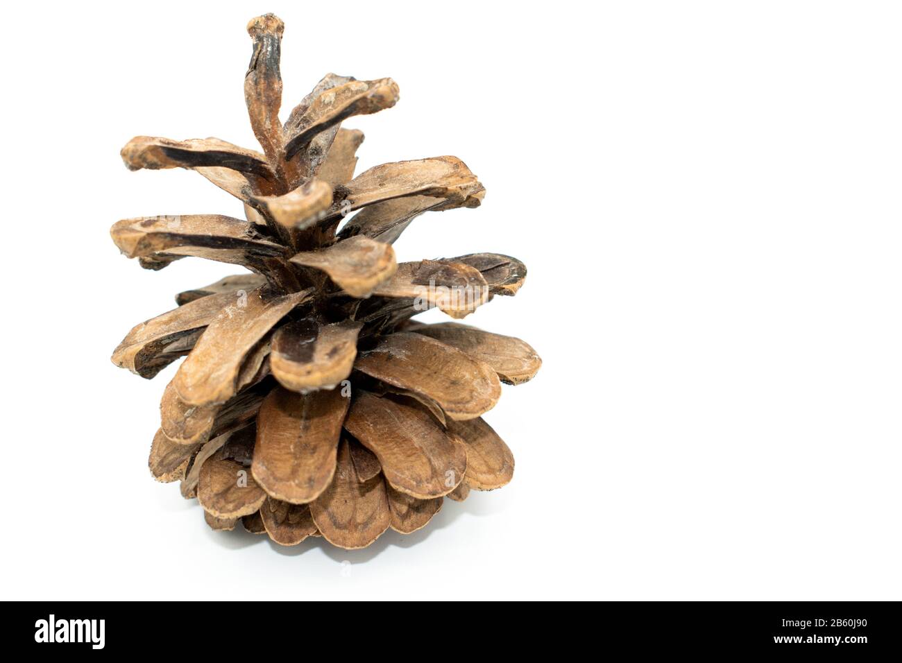 Division pinophyta Banque de photographies et d’images à haute ...