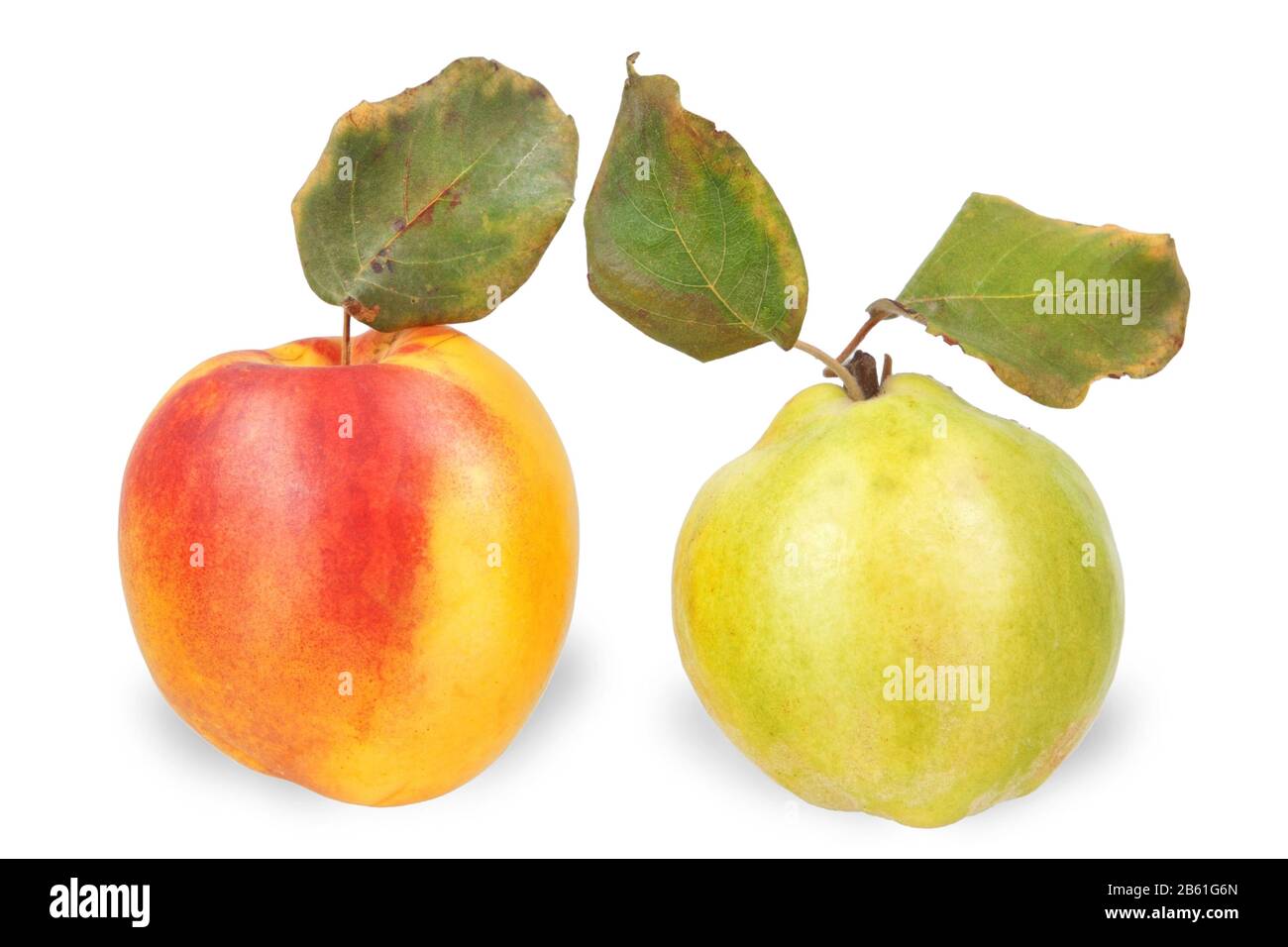 Feuilles de coing Banque d'images détourées - Alamy