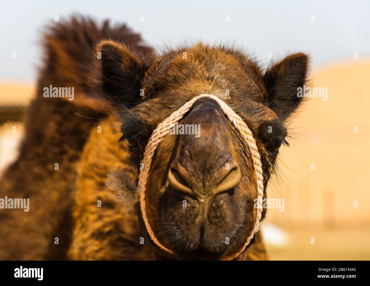 portrait d'un chameau dans le désert, en regardant son visage et sa ...