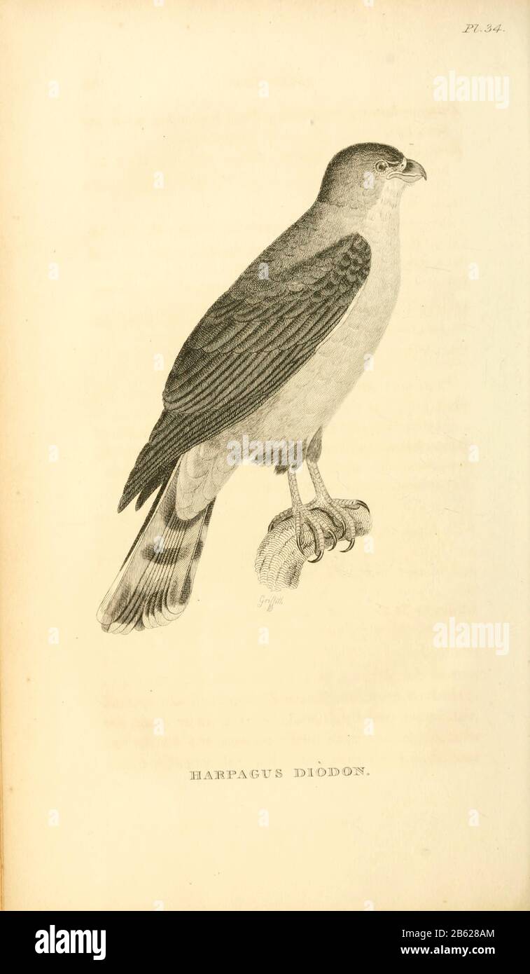 Diodone de harpage Banque de photographies et d’images à haute ...