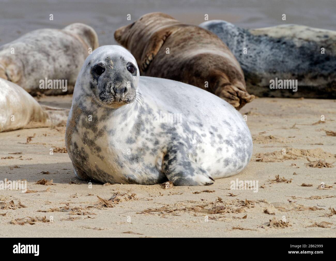 Colonie De Phoques Gris De L'atlantique Banque d'image et photos - Alamy