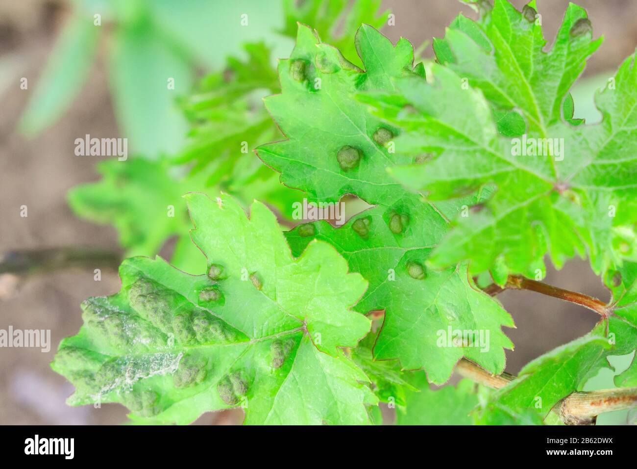 maladies des feuilles de raisin. causées par un parasite ou un insecte ...
