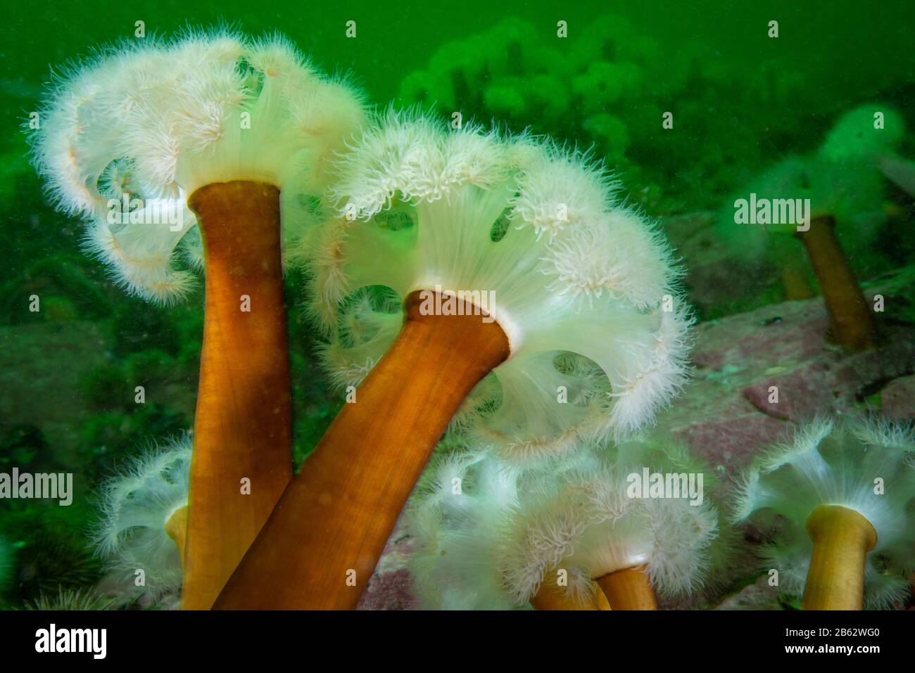 Anémone plumeuse sous l'eau dans l'estuaire du Saint-Laurent au Canada ...