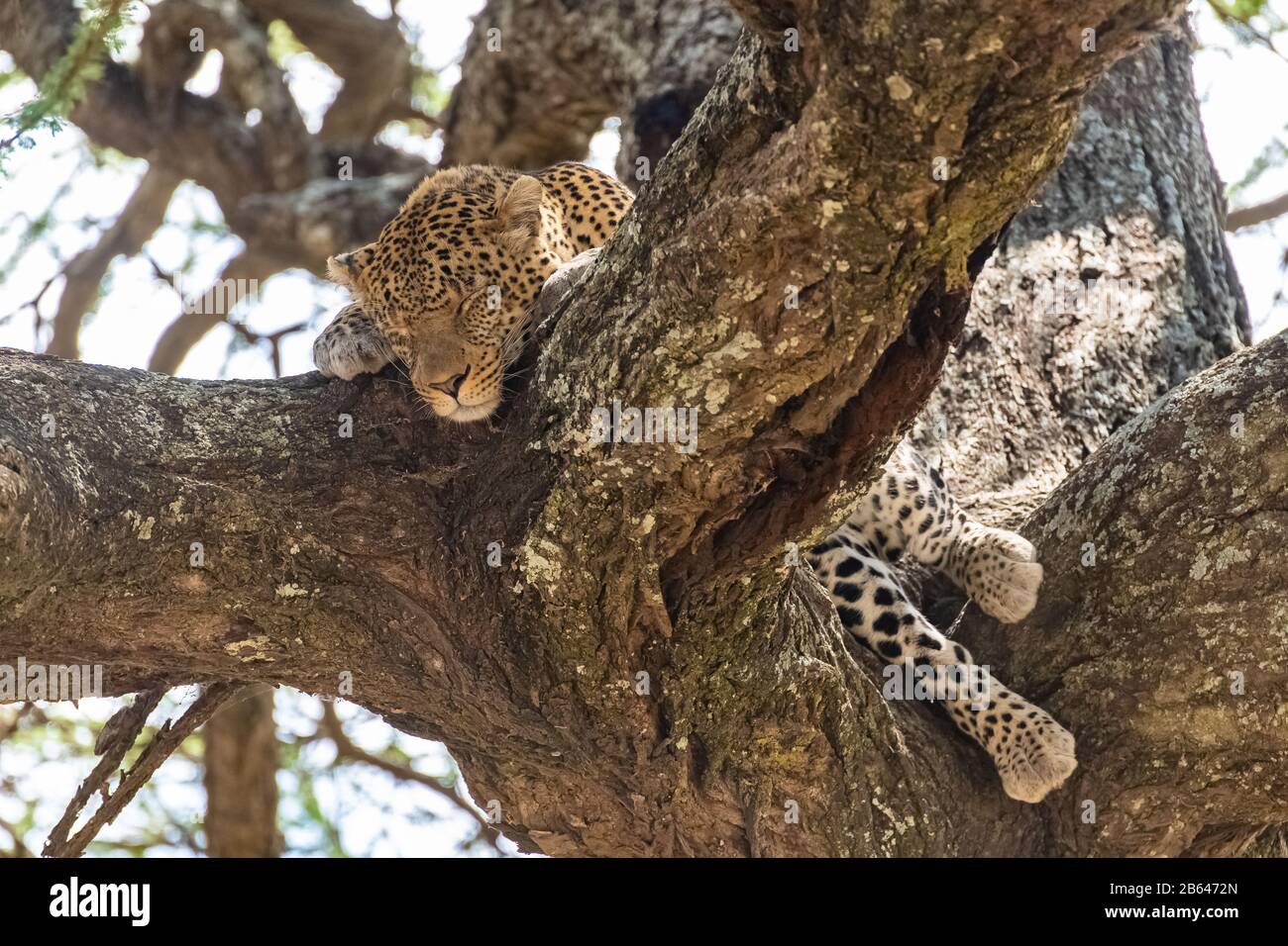 Léopard grimper sur un arbre Banque de photographies et d’images à ...