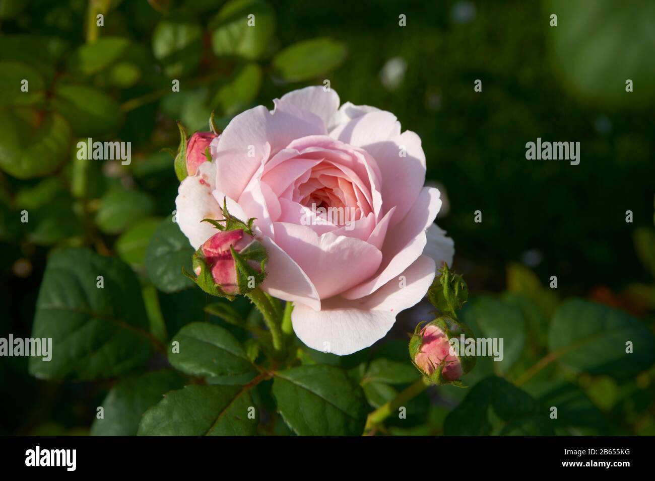David austin english rose Banque de photographies et d’images à haute ...