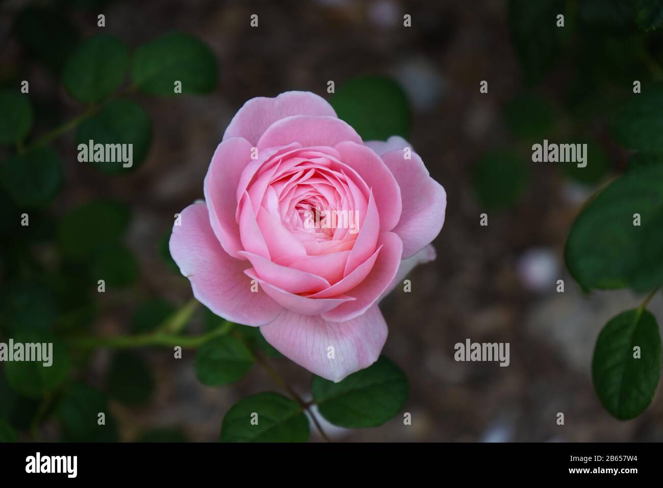 David austin english rose Banque de photographies et d’images à haute ...