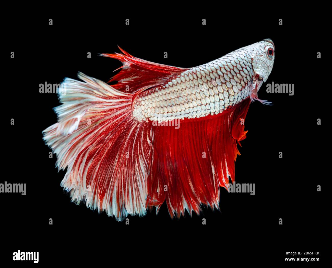 Poisson de combat siamois betta splendens Banque de photographies et d ...