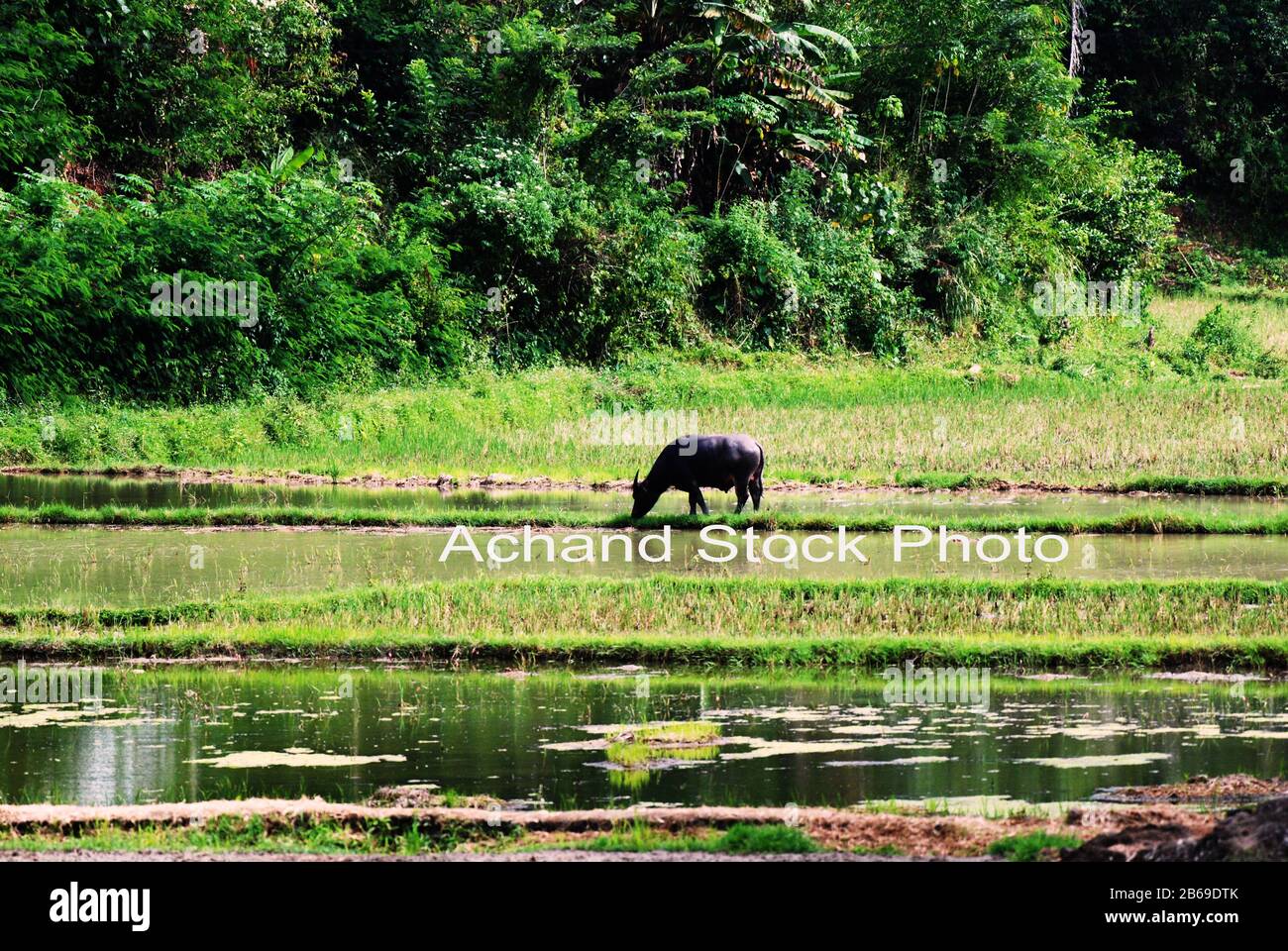 Kolam ikan Banque de photographies et d’images à haute résolution - Alamy