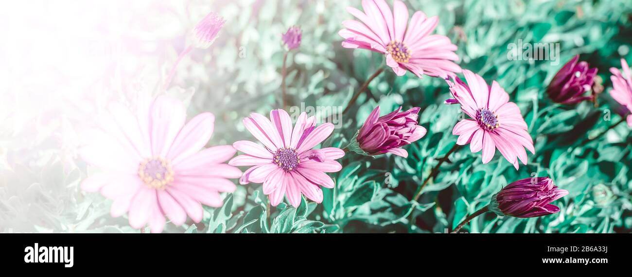 Toile de fond fleurie avec fleurs roses d'osteospermum à l'extérieur ...