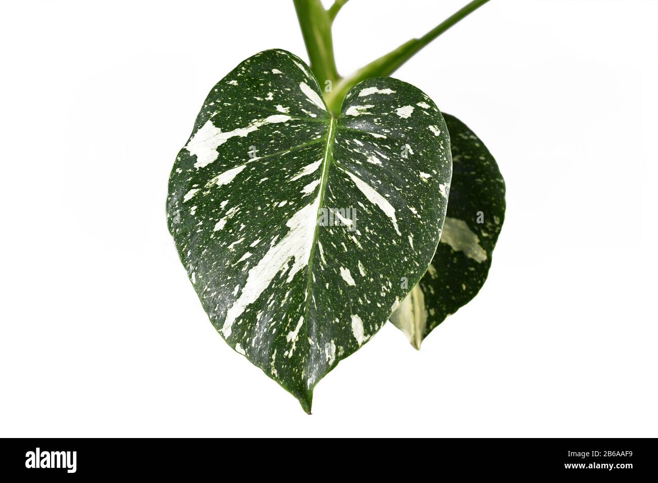 Monstera deliciosa variegata Banque d'images détourées - Alamy