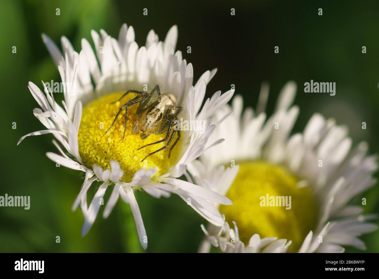 Spider-lynx Oxyopes lineatus sur les fleurs de petite barbe ou annuel ...