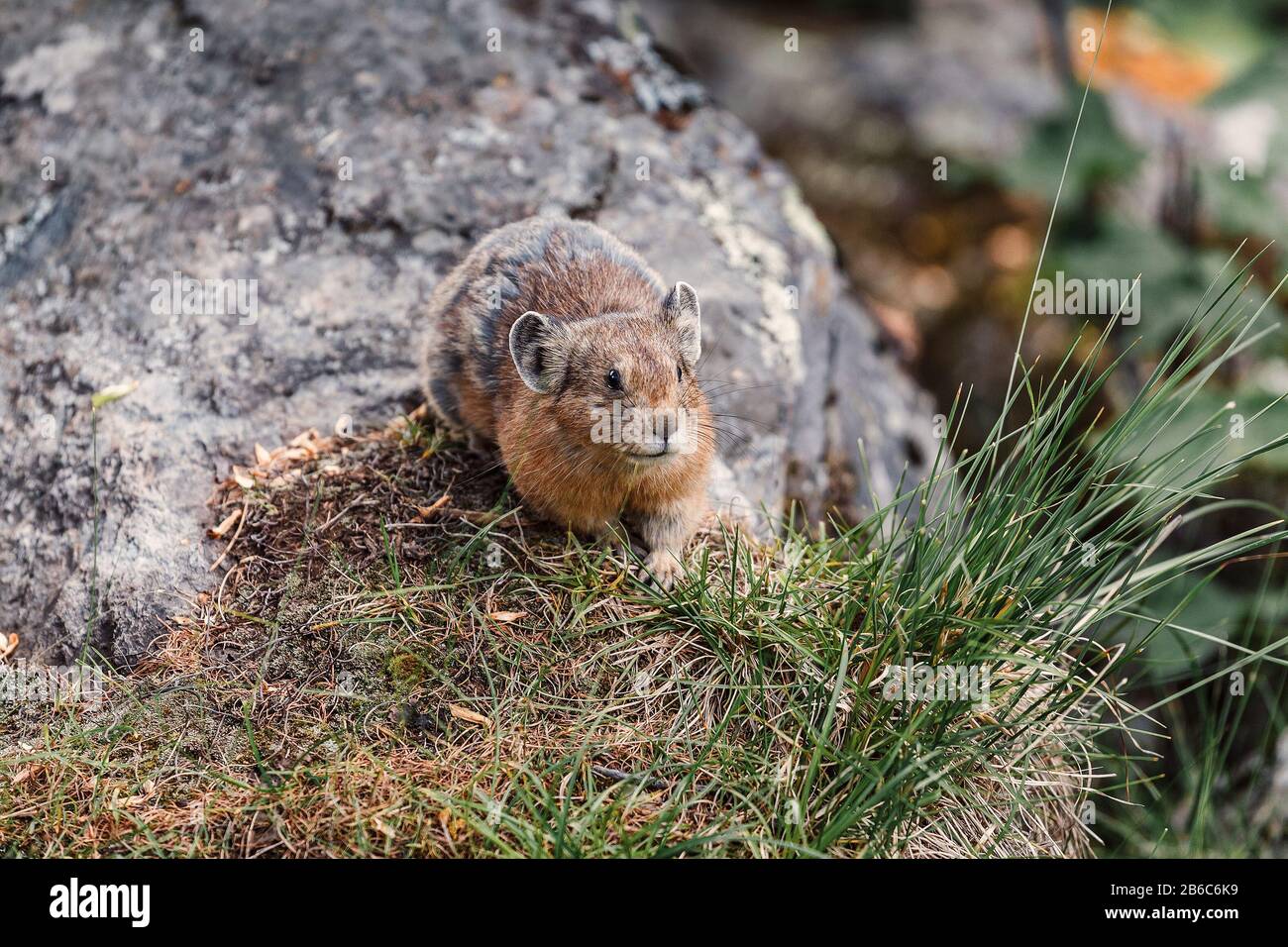 Alpine pika ochotona alpina Banque de photographies et d’images à haute ...