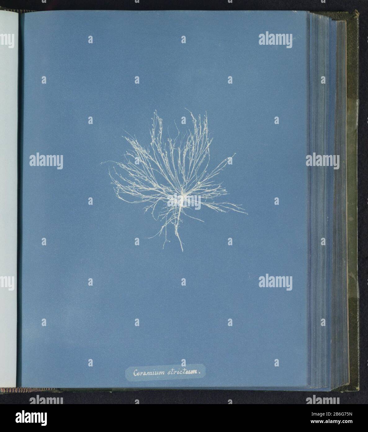 Ceramium strictum Banque de photographies et d’images à haute ...
