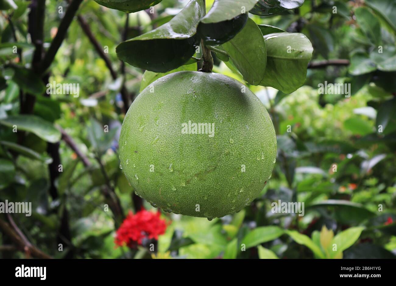 Fruit de pomelo vert Banque de photographies et d’images à haute ...
