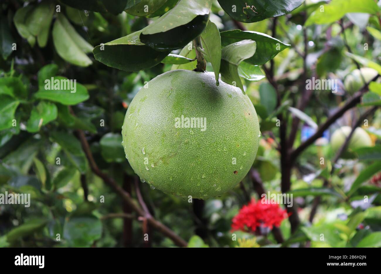 Fruit de pomelo vert Banque de photographies et d’images à haute ...