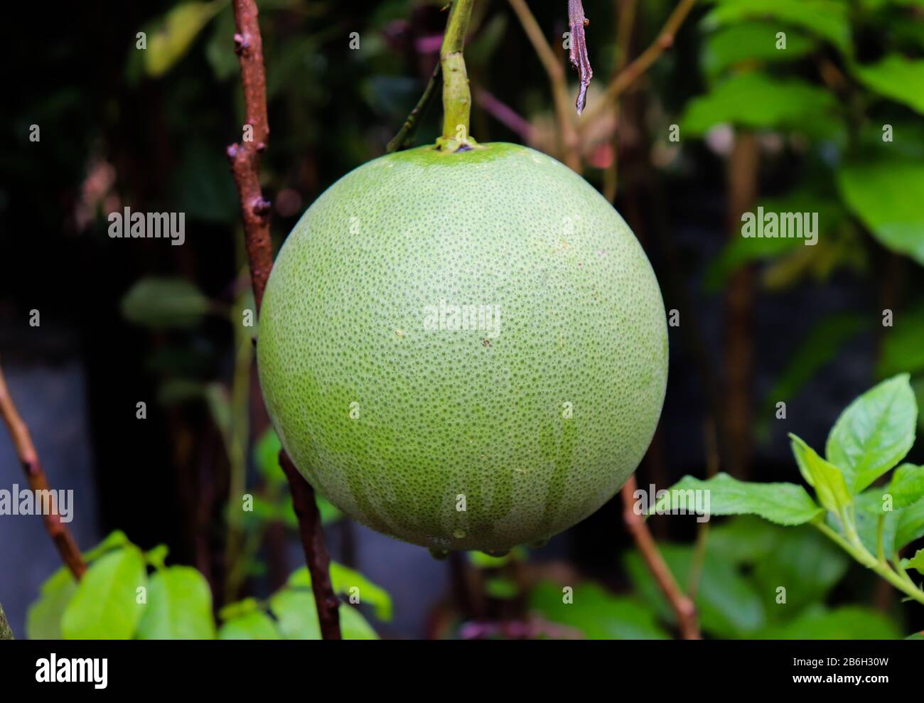 Fruit de pomelo vert Banque de photographies et d’images à haute ...