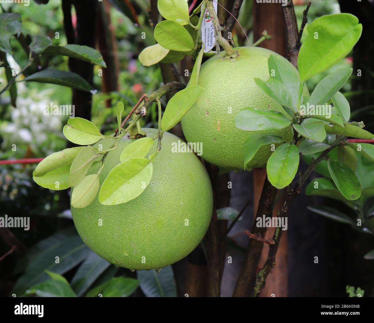Fruit de pomelo vert Banque de photographies et d’images à haute ...