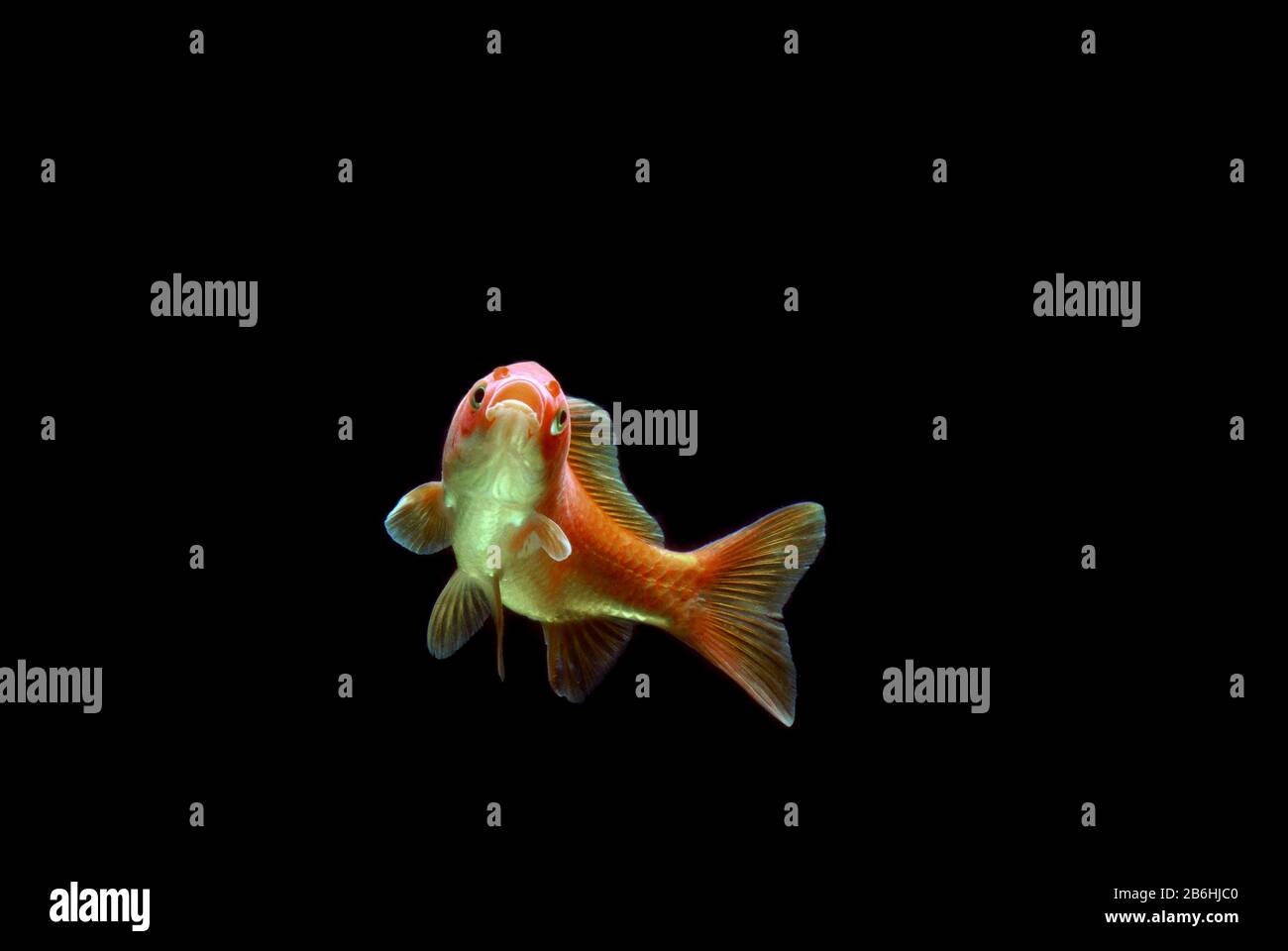 Goldfish carassius auratus auratus Banque de photographies et d’images ...
