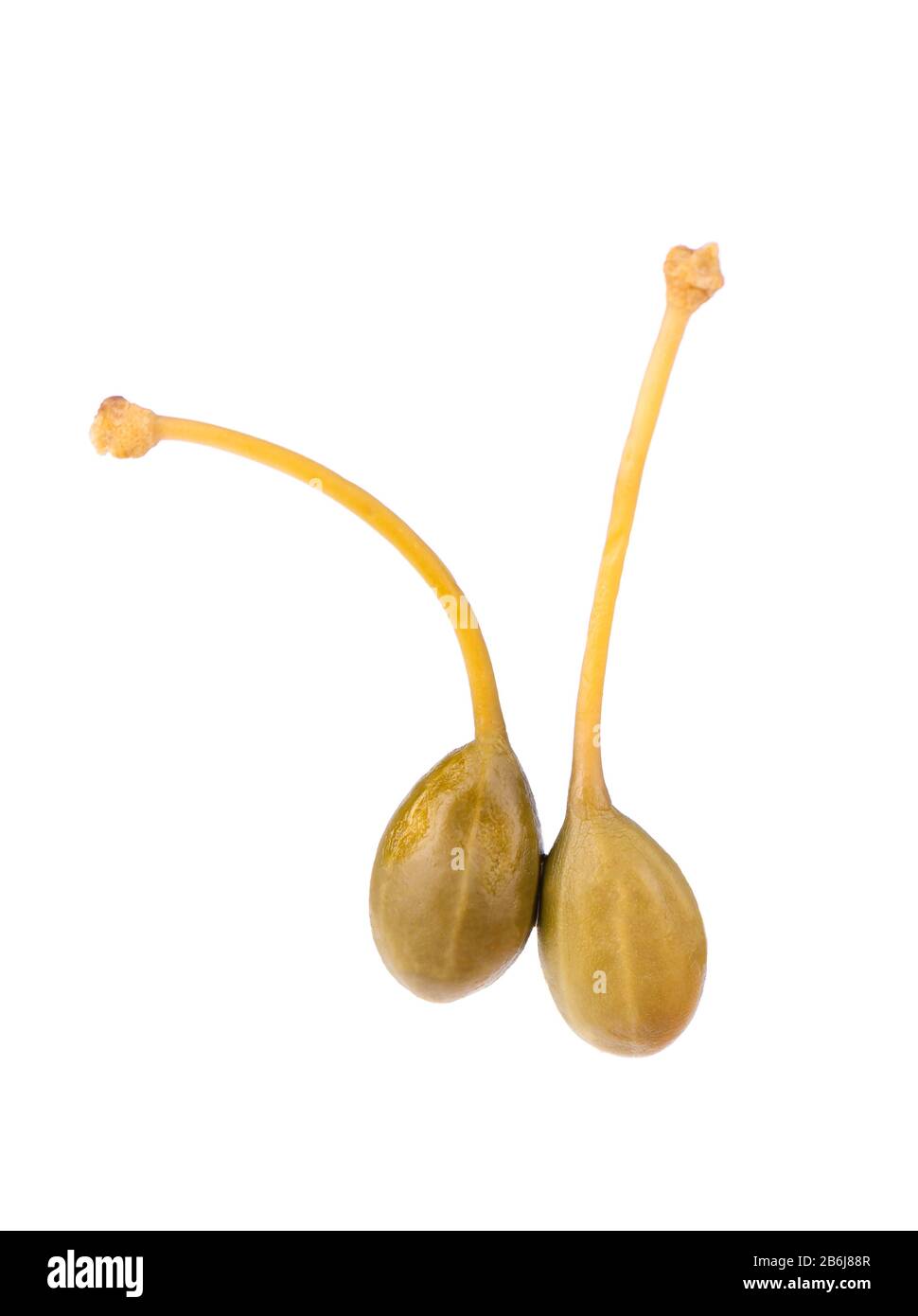 Plante des câpres Banque de photographies et d’images à haute ...