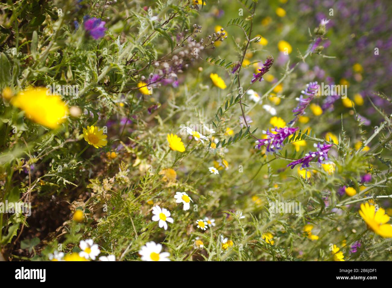 Détails d'une prairie Photo Stock - Alamy