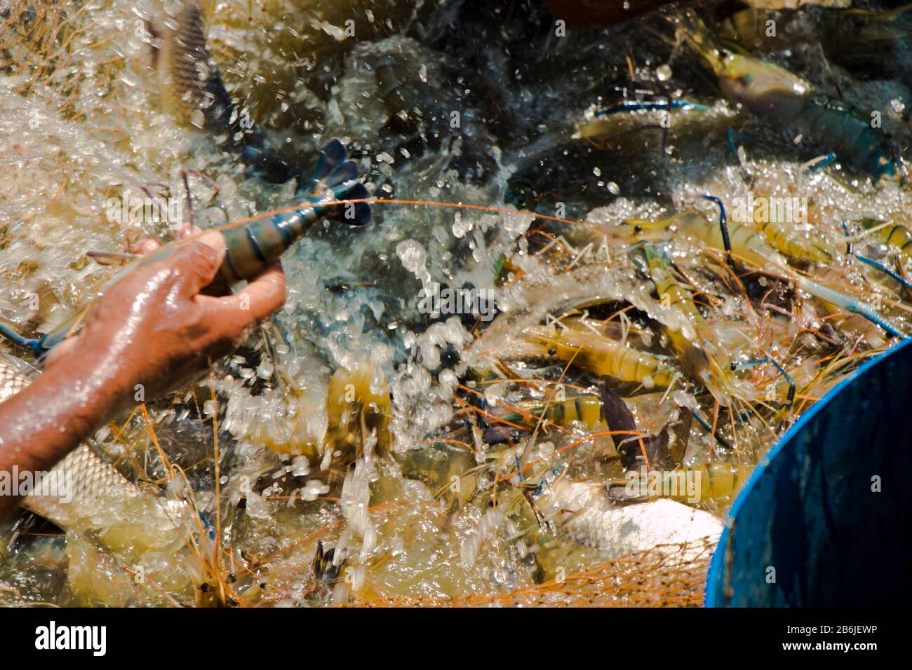 Aussi appelé la crevette Banque de photographies et d’images à haute ...