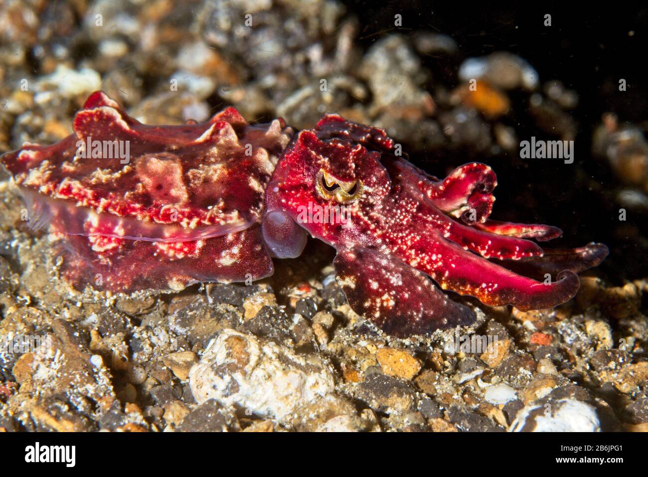 Seiche Sous Marine Banque d'image et photos - Alamy