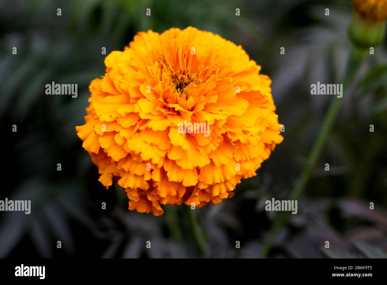 Image de fleurs haute résolution Banque de photographies et d’images à ...