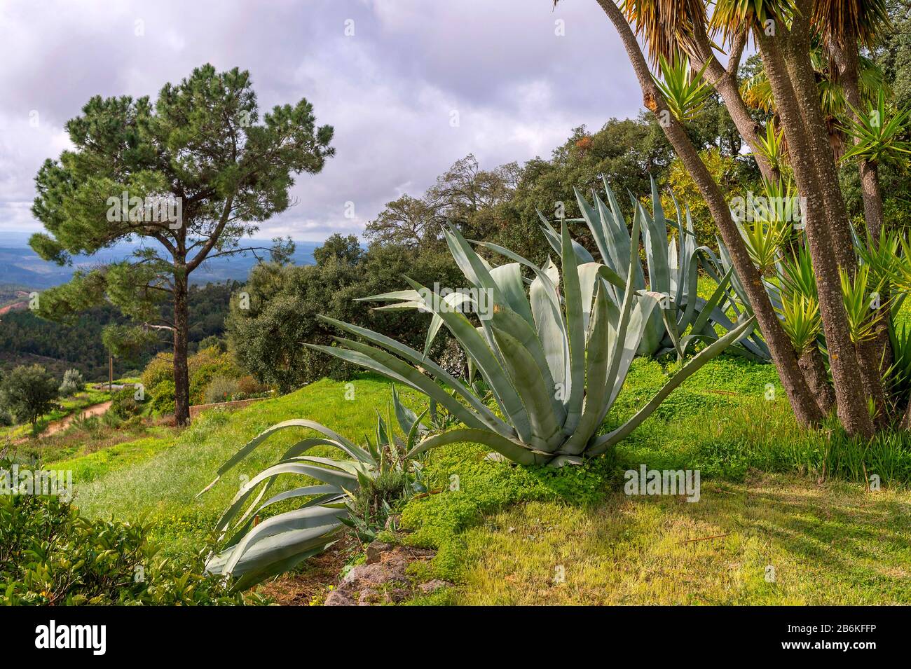 Agave, Century Plant (Agave americana), avec pin et palmier, Portugal ...