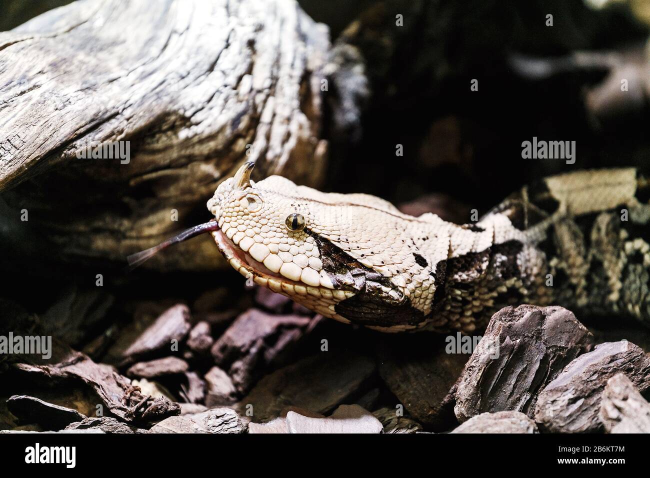 Bitis gabonica Banque de photographies et d’images à haute résolution ...