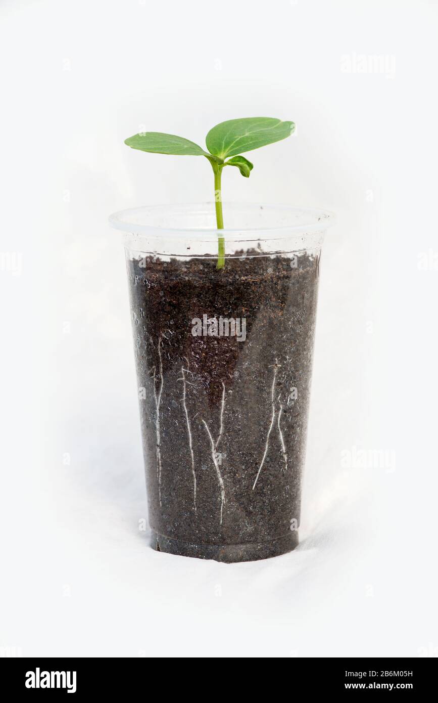 Semis de concombre avec racines visibles dans un pot transparent isolé ...