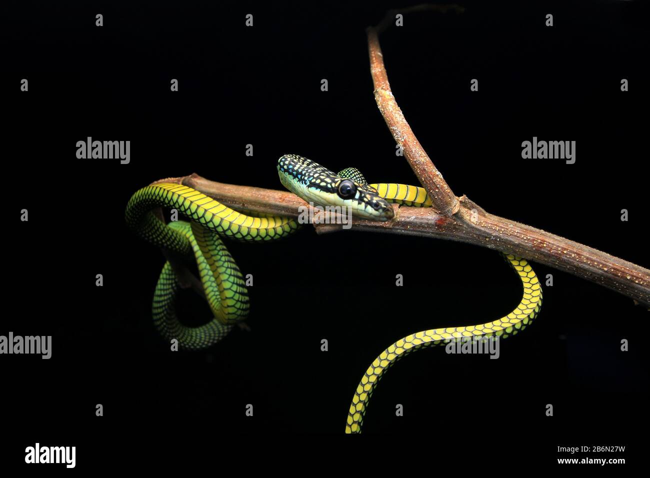 Chrysopelea paradisi Banque de photographies et d’images à haute ...