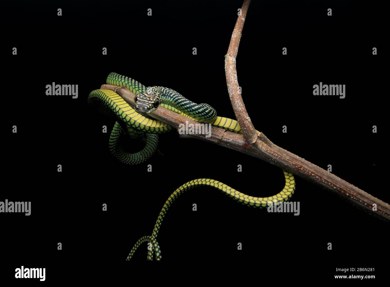 Chrysopelea paradisi Banque de photographies et d’images à haute ...