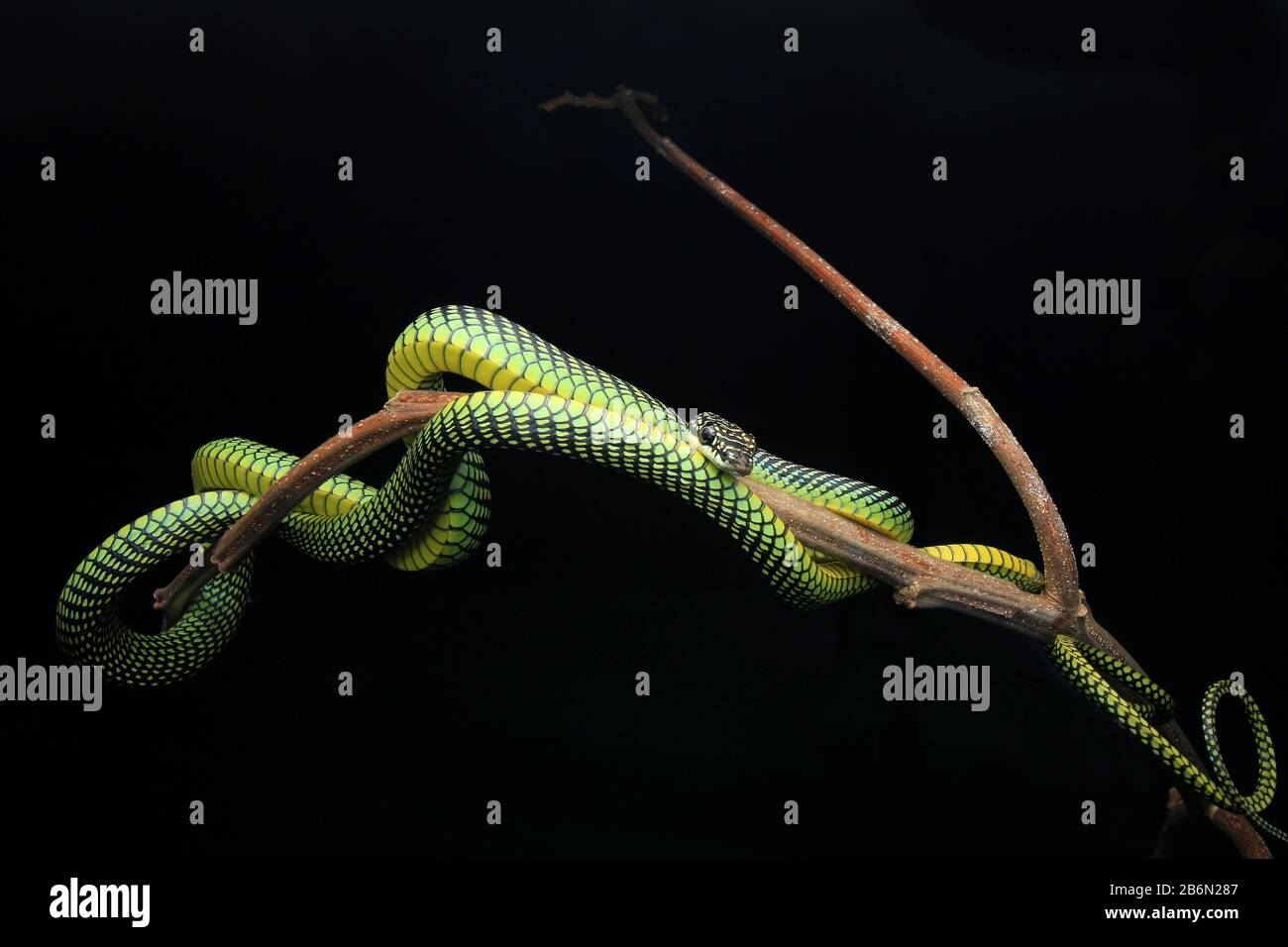 Chrysopelea paradisi Banque de photographies et d’images à haute ...