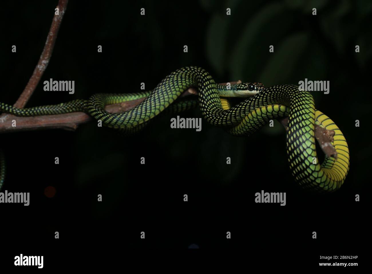 Chrysopelea paradisi Banque de photographies et d’images à haute ...