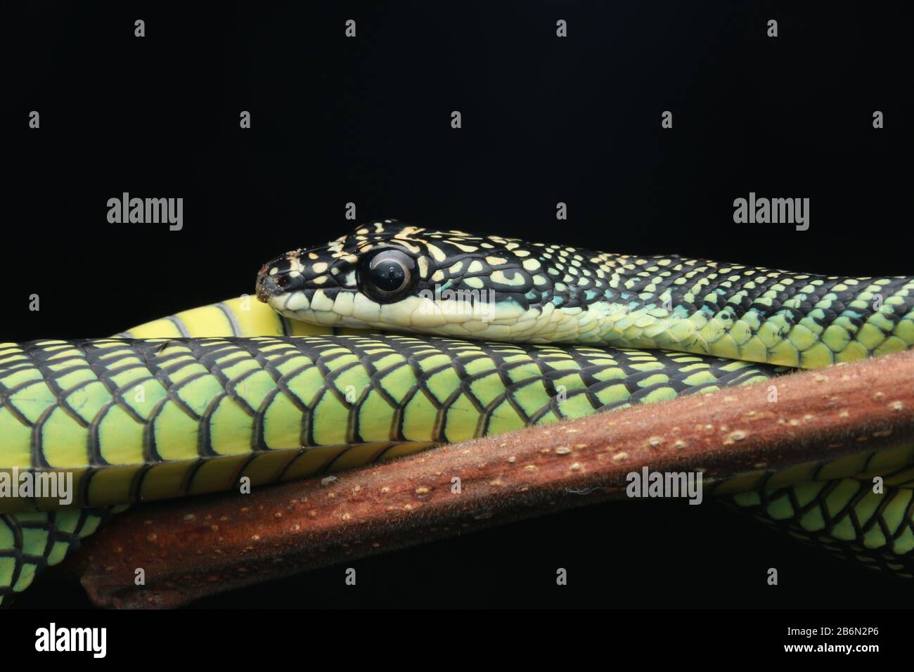 Chrysopelea paradisi Banque de photographies et d’images à haute ...