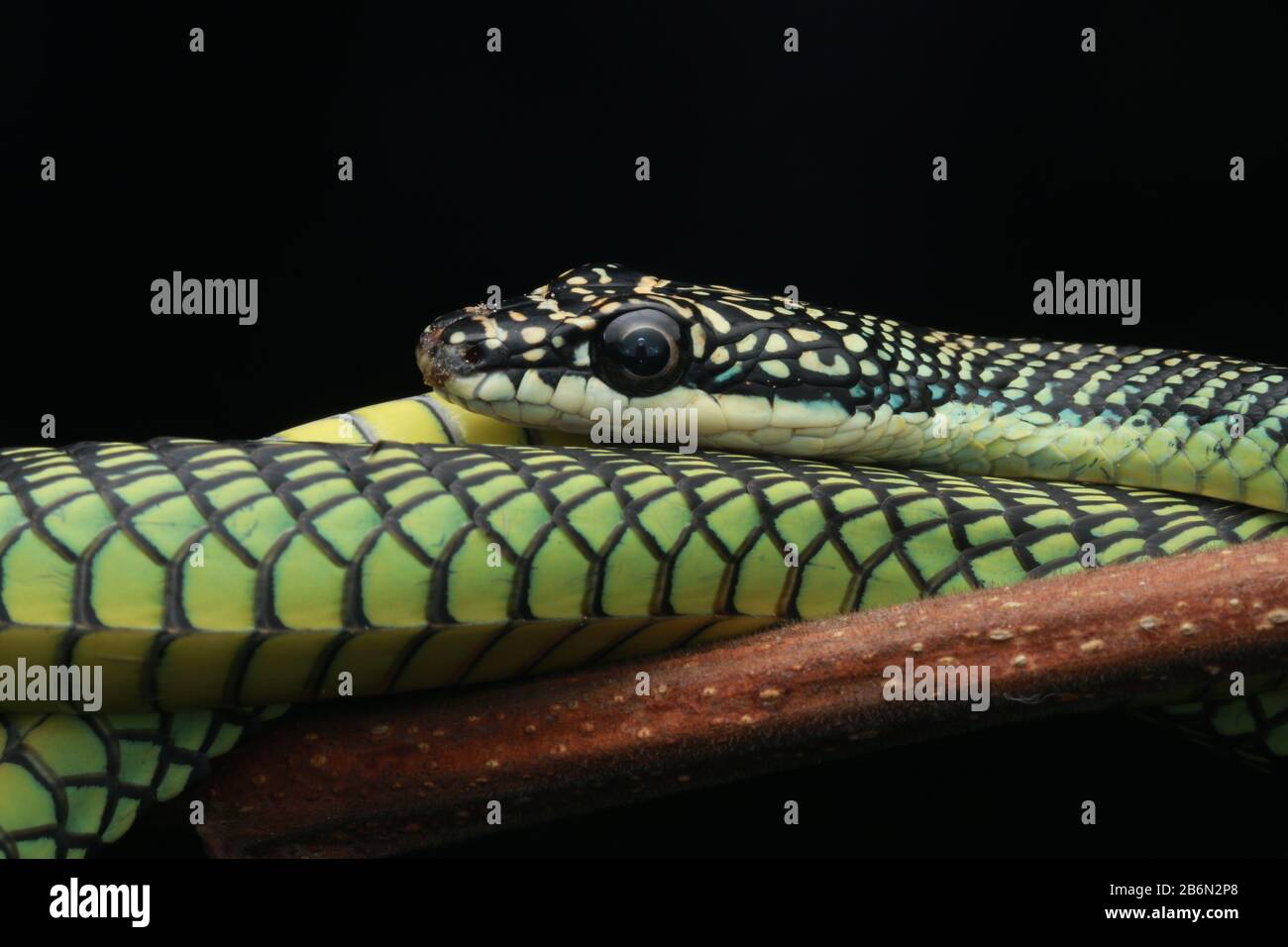 Chrysopelea paradisi Banque de photographies et d’images à haute ...