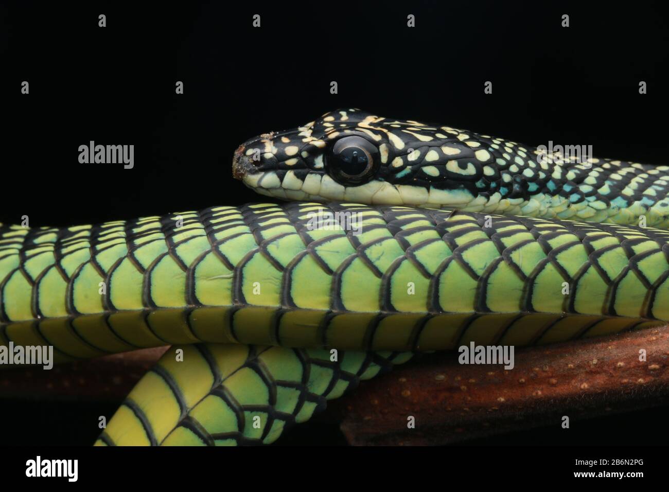 Chrysopelea paradisi Banque de photographies et d’images à haute ...