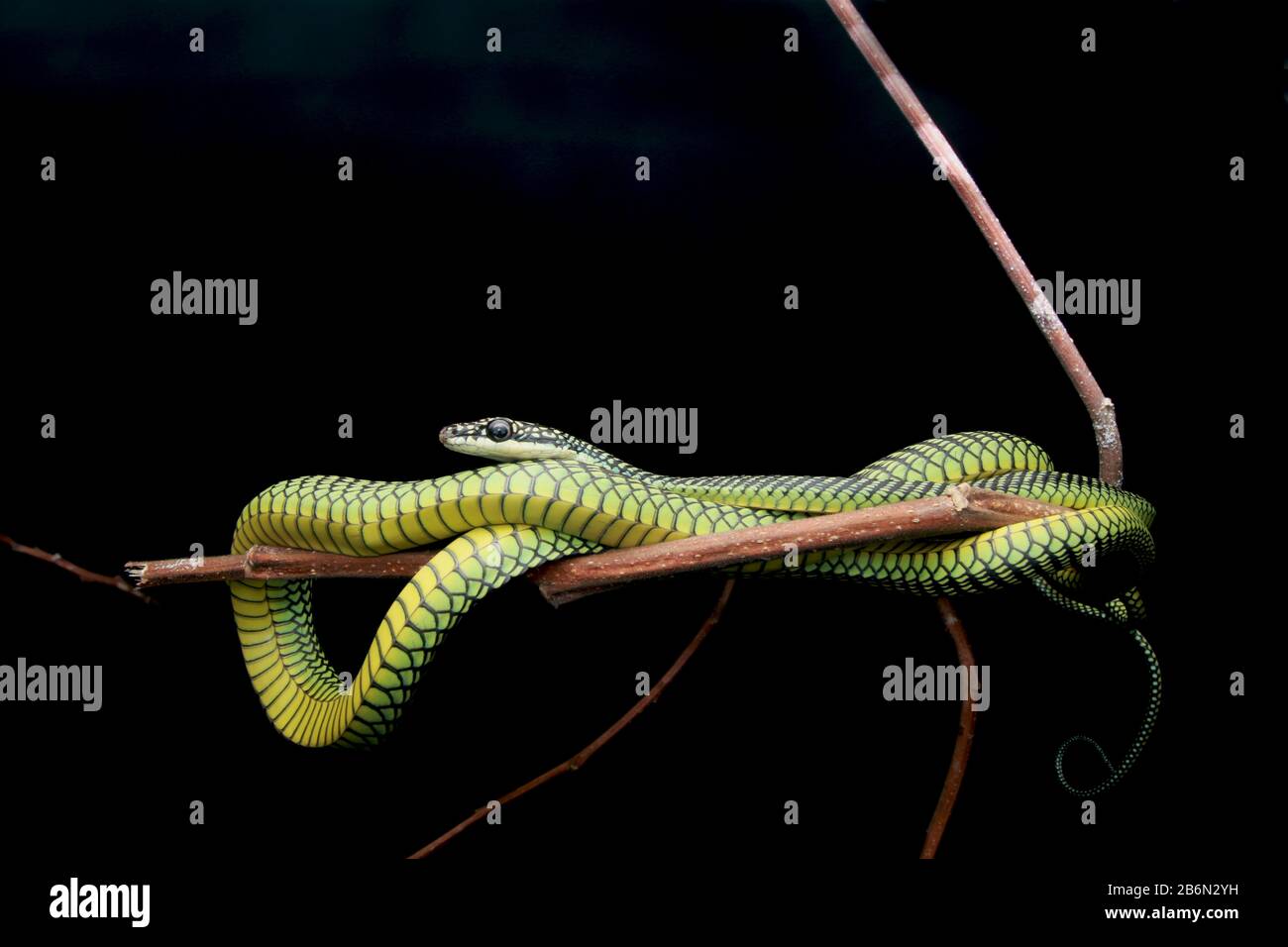 Chrysopelea paradisi Banque de photographies et d’images à haute ...