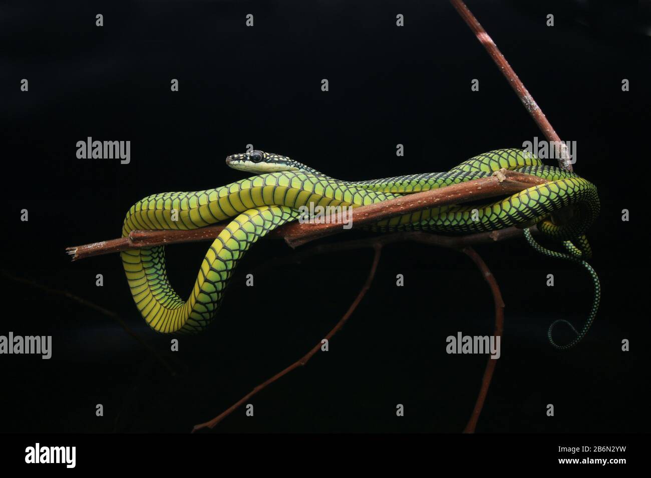 Chrysopelea paradisi Banque de photographies et d’images à haute ...