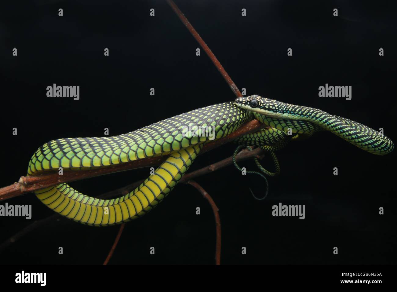 Chrysopelea paradisi Banque de photographies et d’images à haute ...